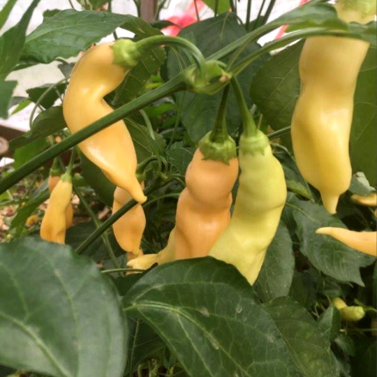 Pepper Peach Sugar Rush (Capsicum baccatum) | Terre promise